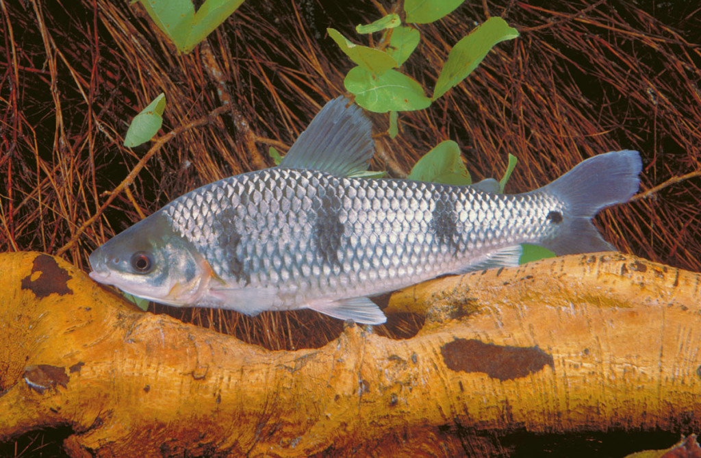 Priority fish | AGUAS AMAZÓNICAS