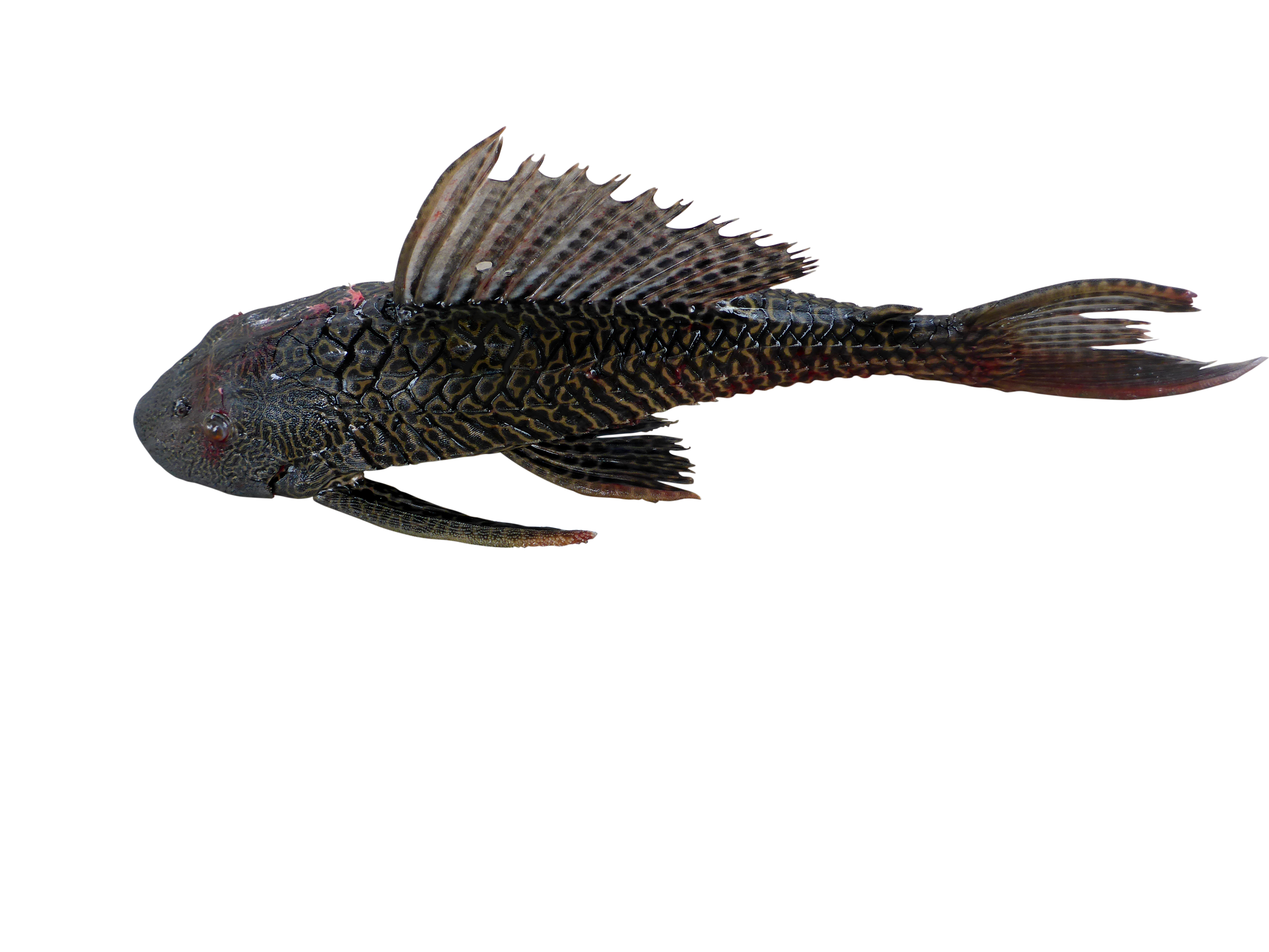 Acari fish | AMAZON WATERS
