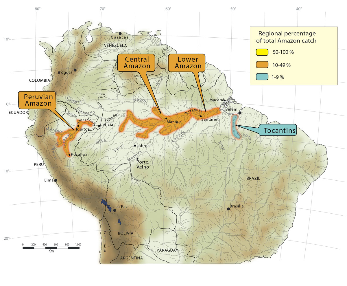 Acari Fish | AMAZON WATERS