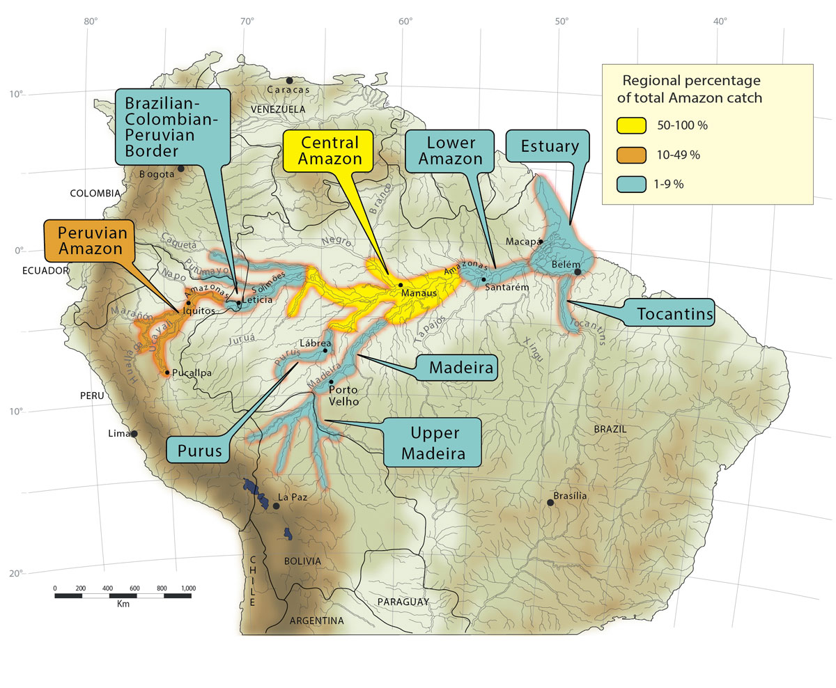 Pirapitinga | AGUAS AMAZÓNICAS
