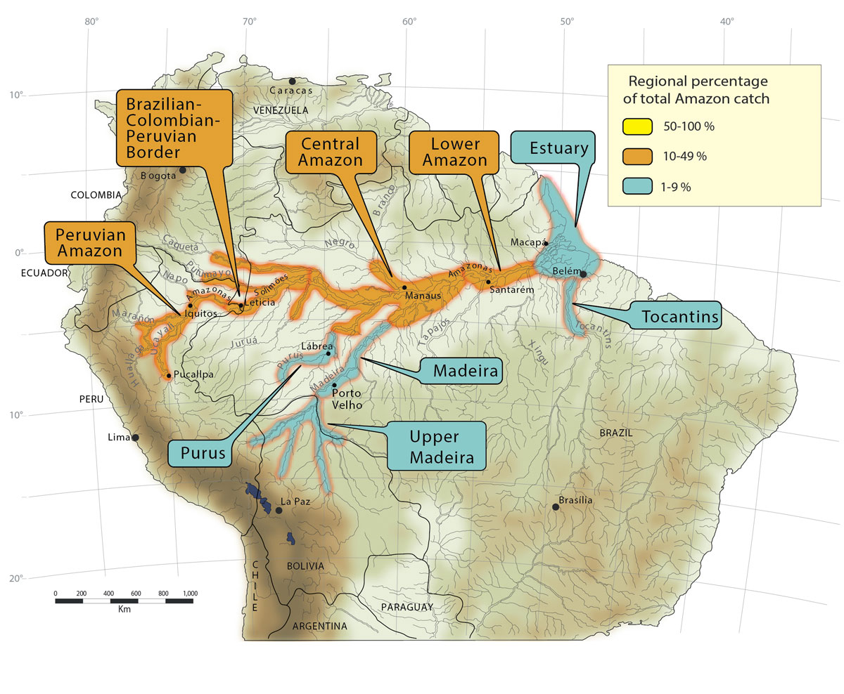Pirarara | AGUAS AMAZÓNICAS