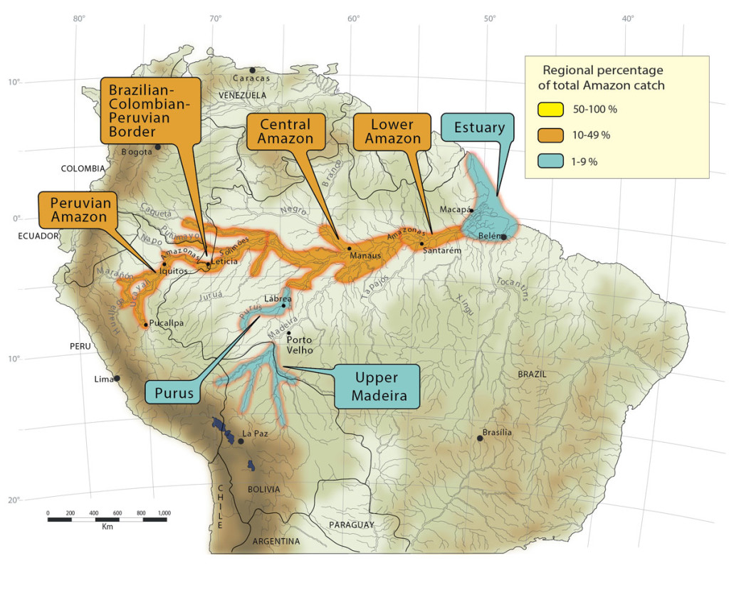 Surubim Fish ???????????????? ????????? | AMAZON WATERS