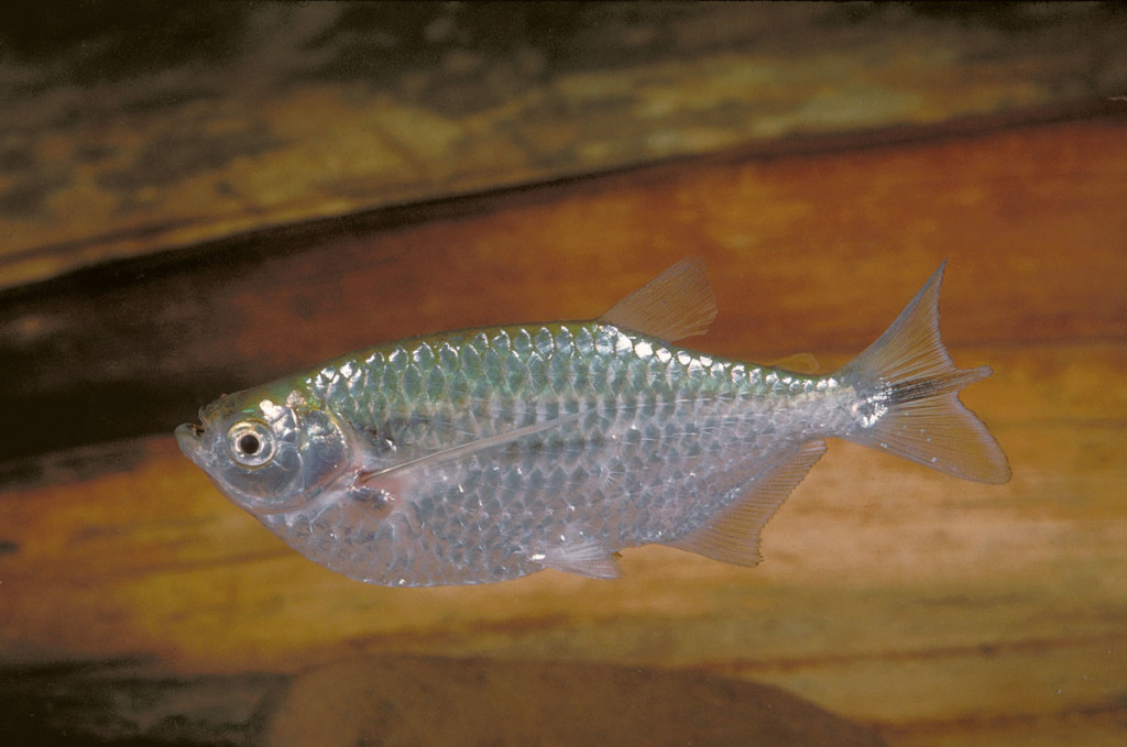 Priority fish | AGUAS AMAZÓNICAS