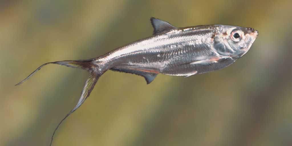 Priority fish | AGUAS AMAZÓNICAS