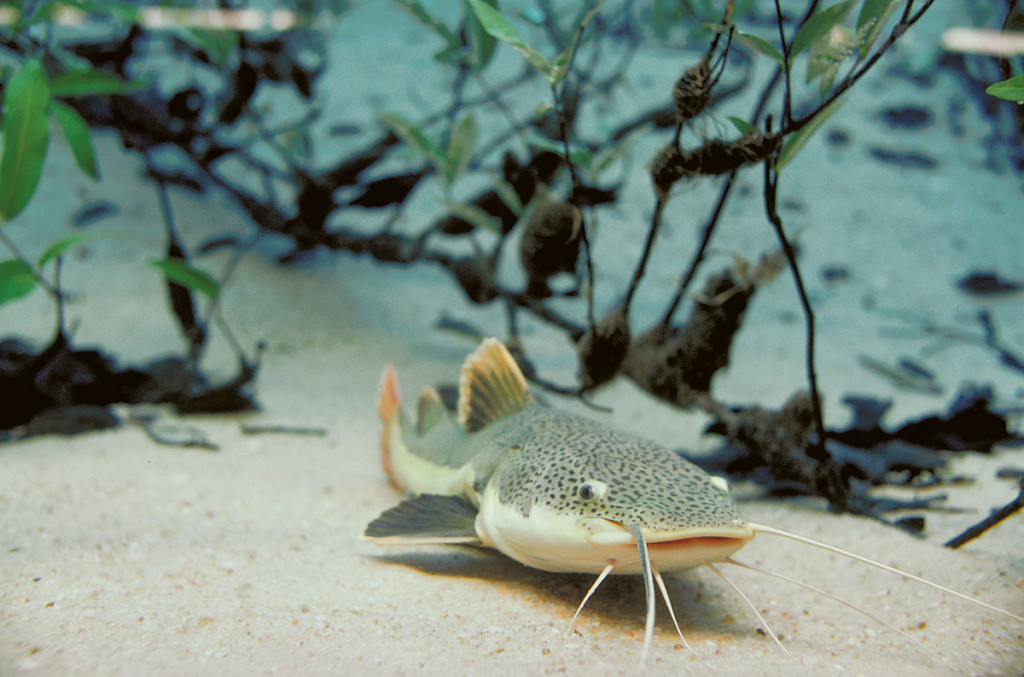 Priority fish | AGUAS AMAZÓNICAS