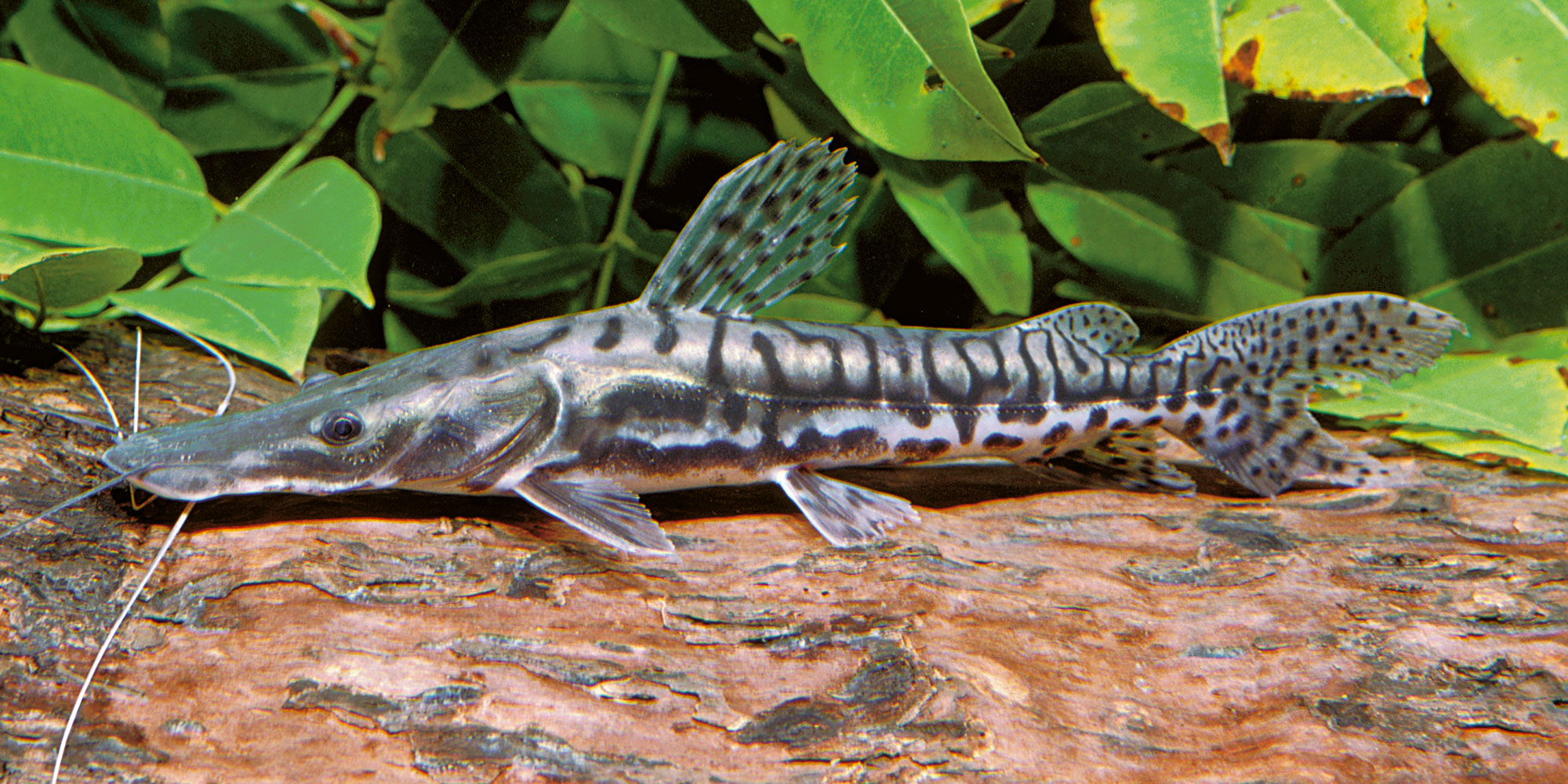 Surubim Fish | AMAZON WATERS