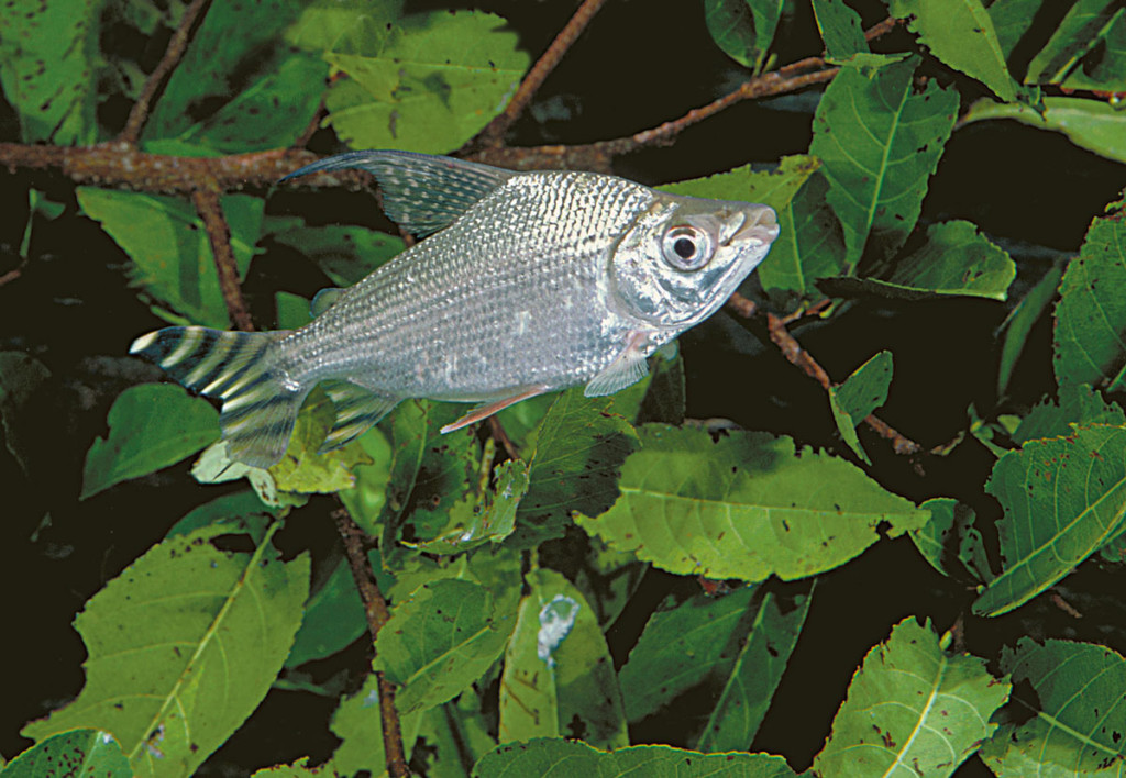 Priority fish | AGUAS AMAZÓNICAS