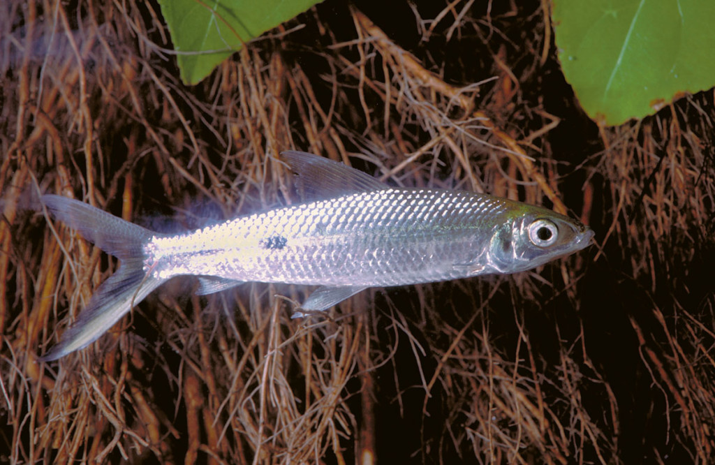 Priority fish | AGUAS AMAZÓNICAS