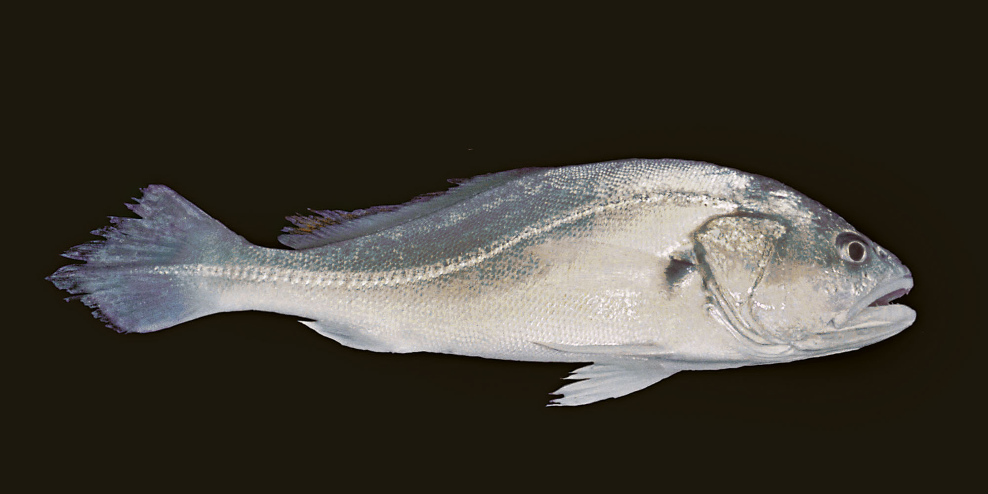 Pescadas | AMAZON WATERS