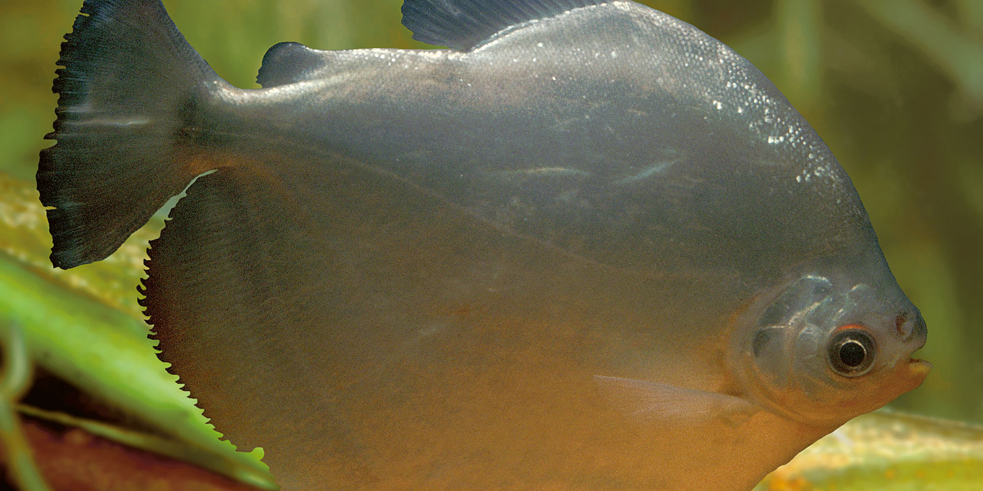 Pacu fish | AMAZON WATERS