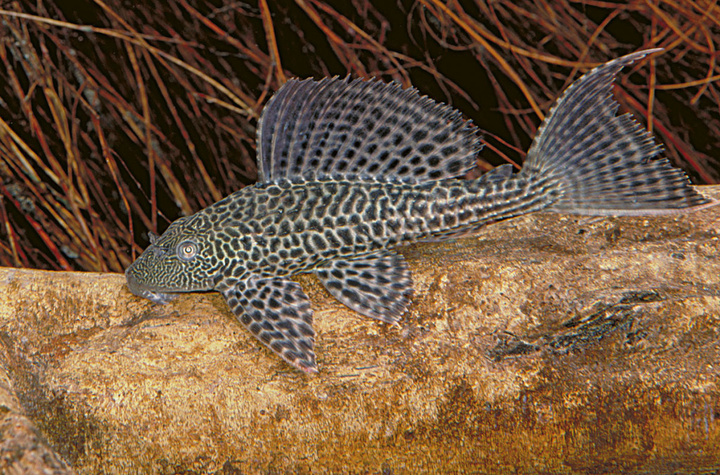 Priority fish | AGUAS AMAZÓNICAS