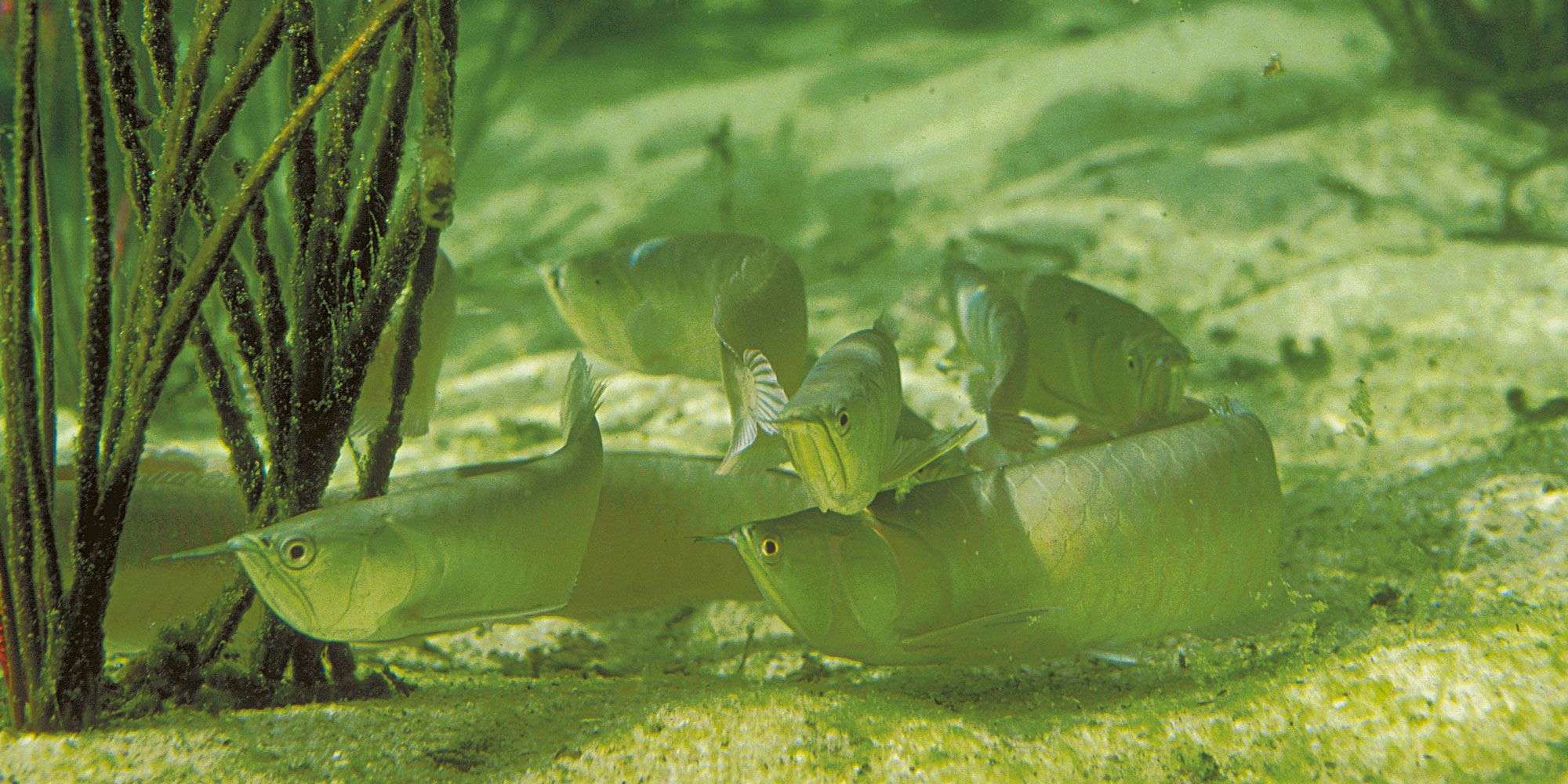 Aruanã | AMAZON WATERS