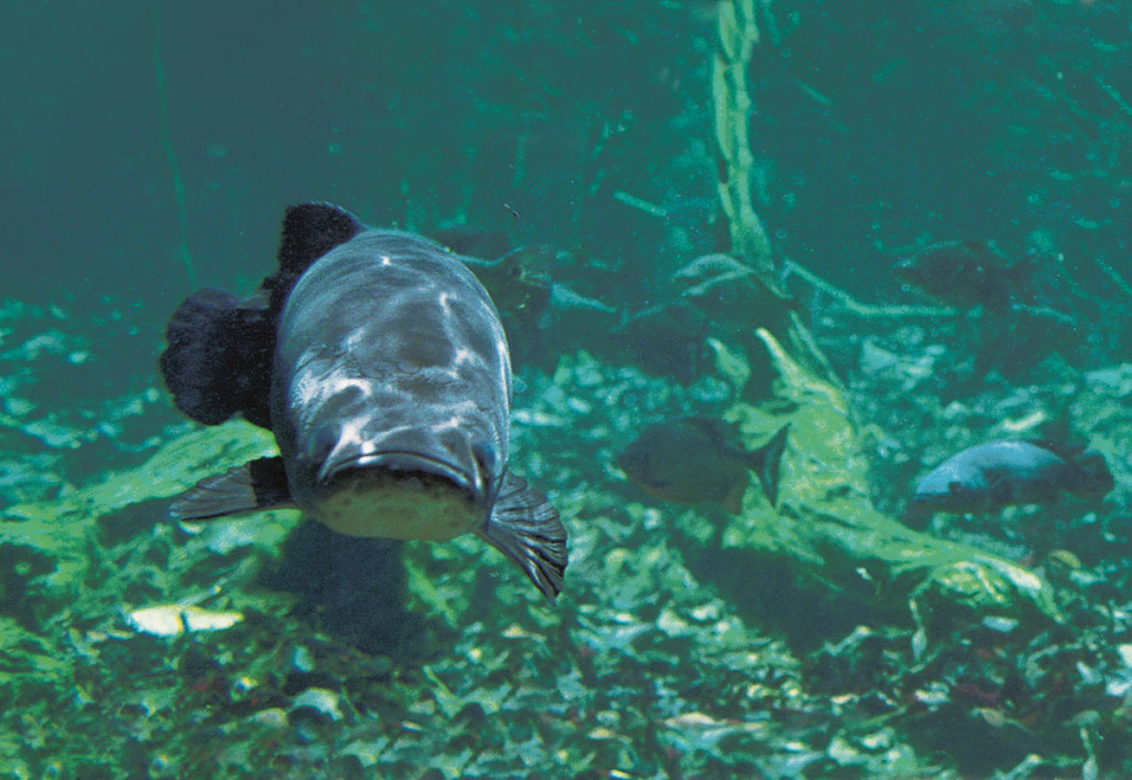 Priority fish | AGUAS AMAZÓNICAS