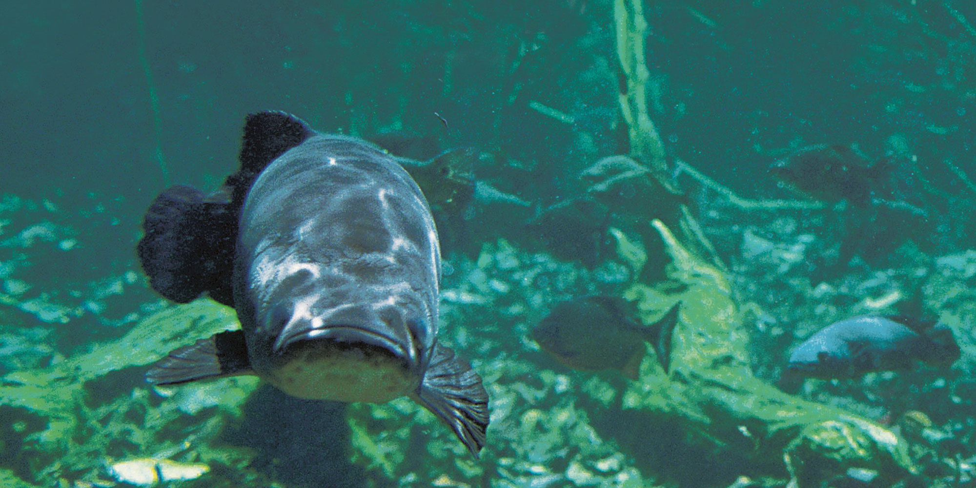 Pirarucu | AMAZON WATERS