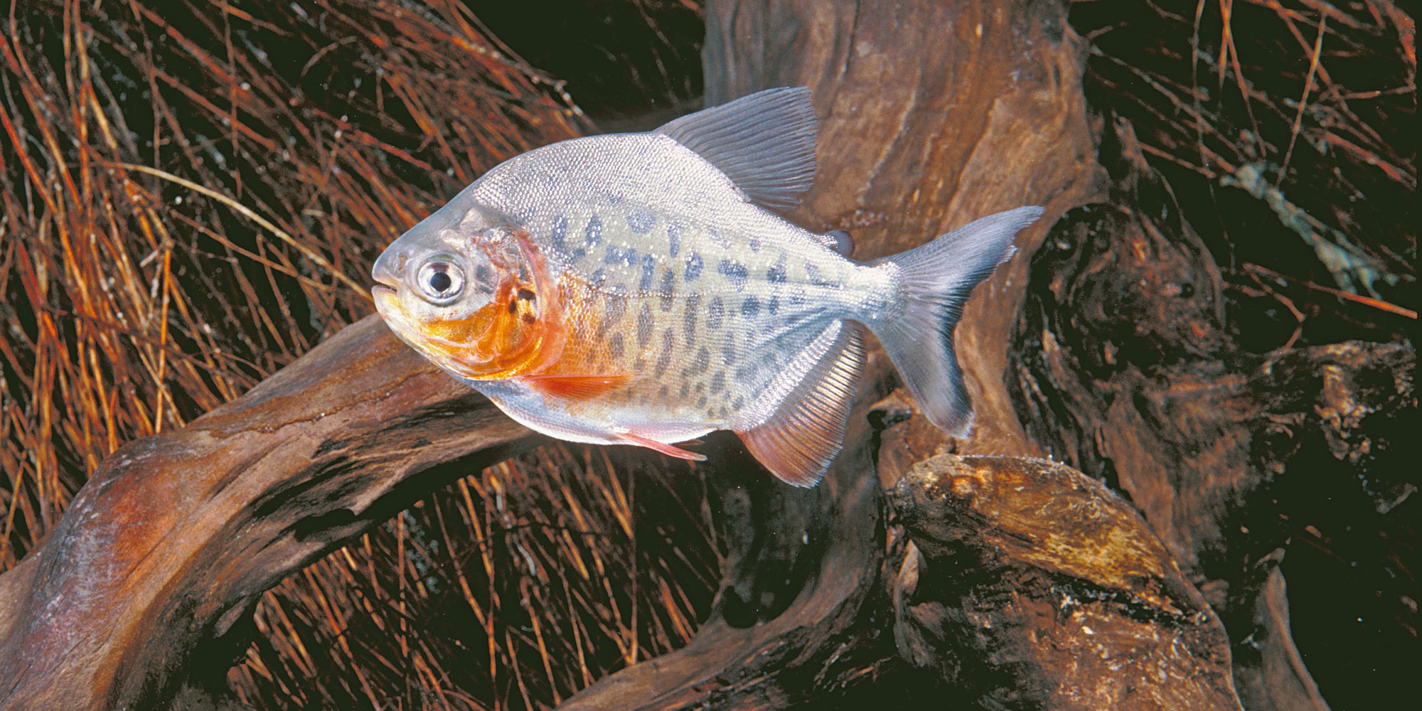 Pirapitinga fish | AMAZON WATERS