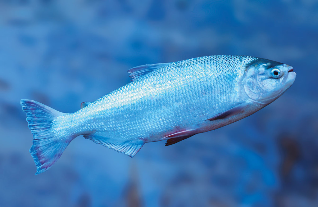 Priority fish | AGUAS AMAZÓNICAS