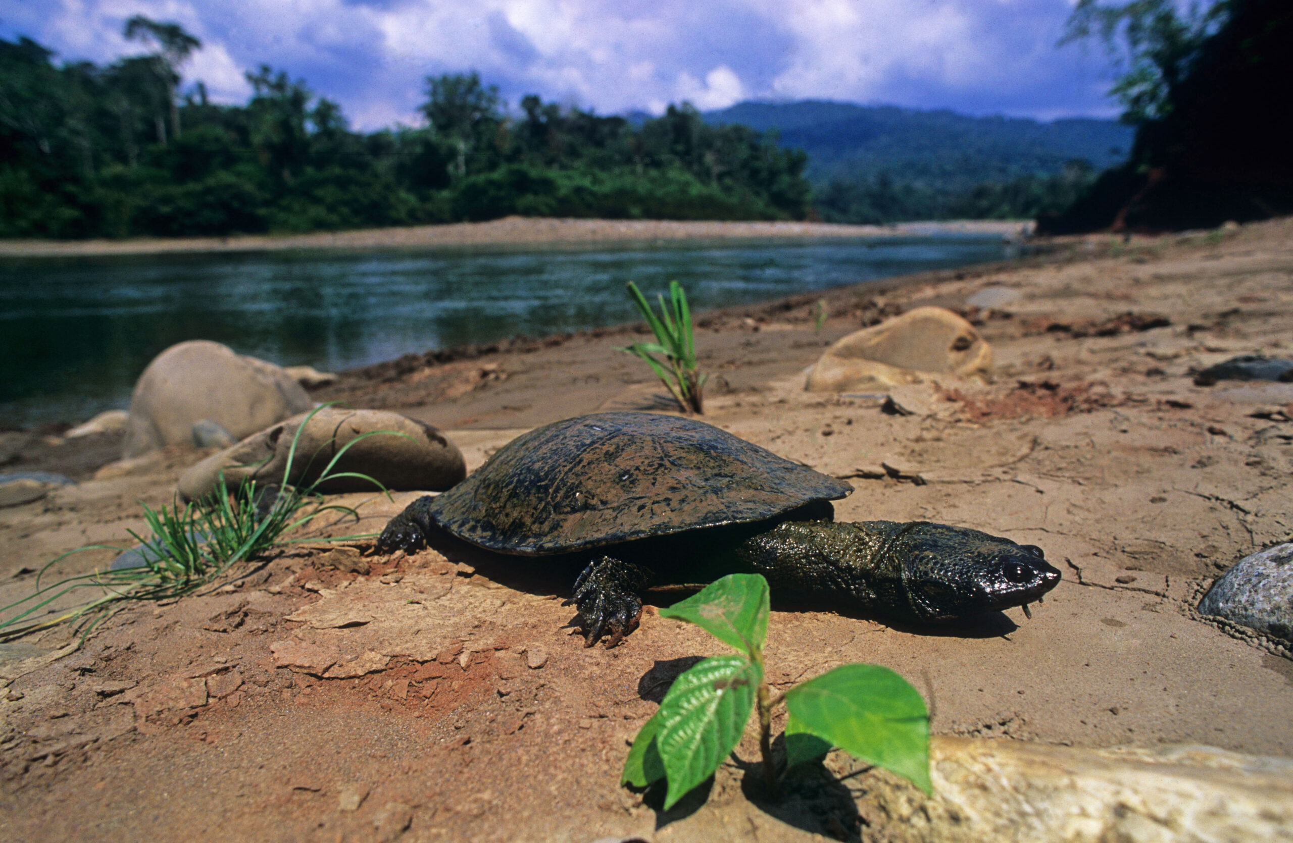 To Protect the Most Species, Plan for Freshwater Conservation | AMAZON ...