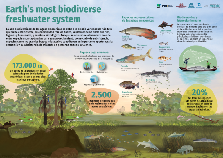 INFOGRAPHICS Amazon Basin | AMAZON WATERS