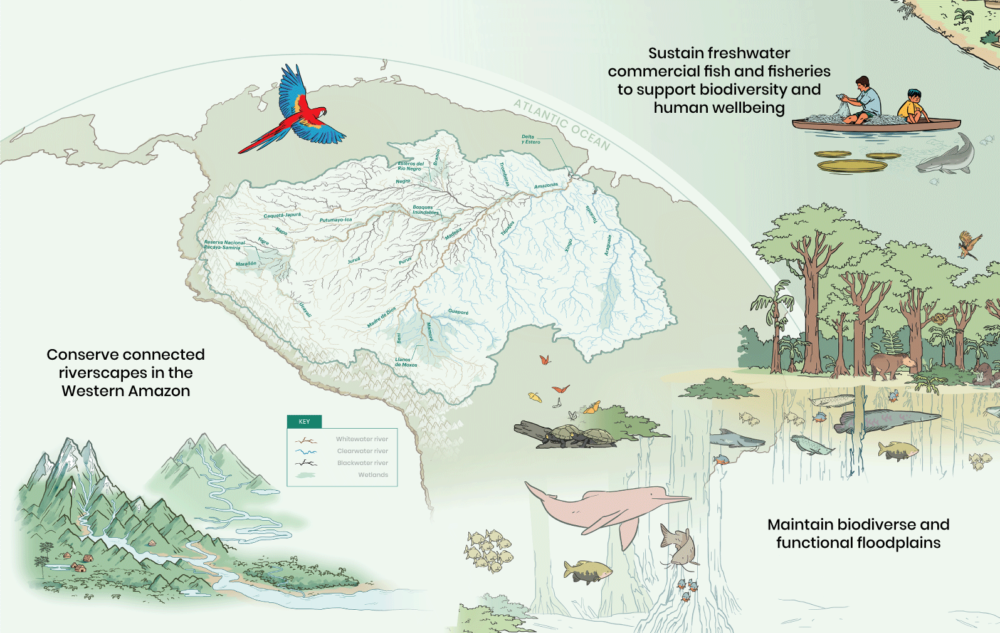 Conservation targets | AGUAS AMAZÓNICAS