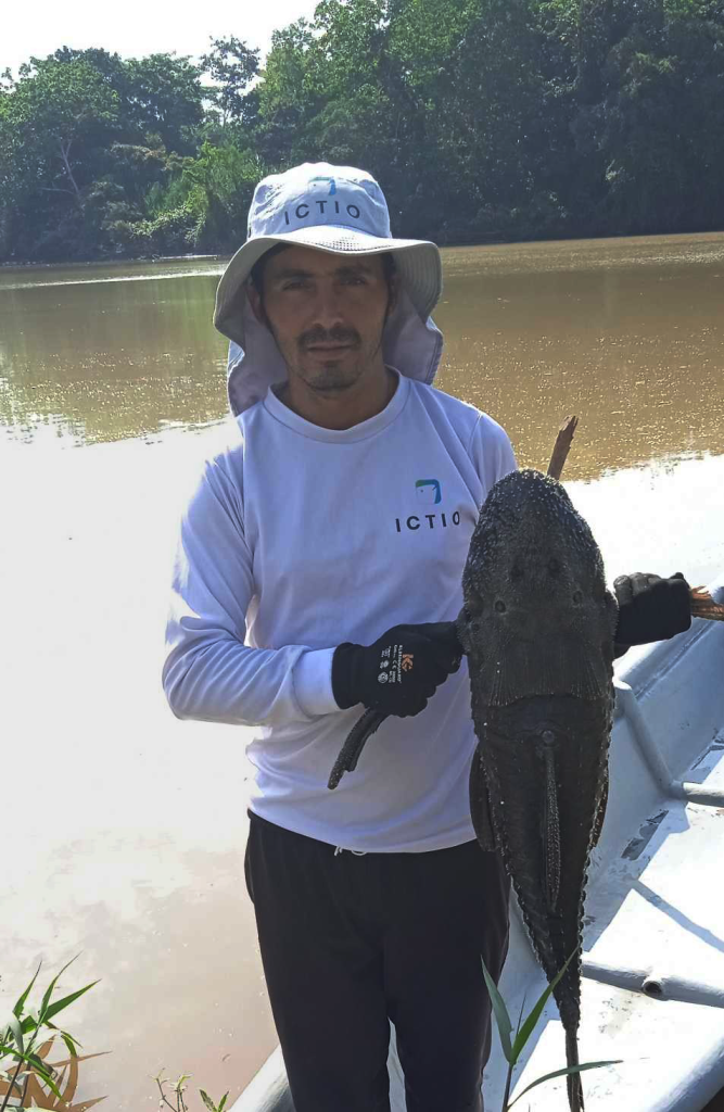 A new species of fish was recorded in the Napo River in Ecuador | AGUAS ...