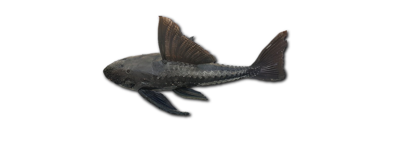 A new species of fish was recorded in the Napo River in Ecuador | AGUAS ...