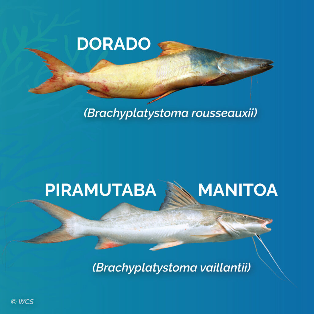 A Key Milestone for the Conservation of Amazon Migratory Fish: Dorado ...