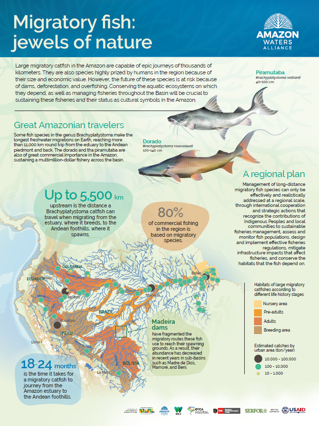 MIGRATORY FISH: JEWELS OF NATURE | AGUAS AMAZÓNICAS