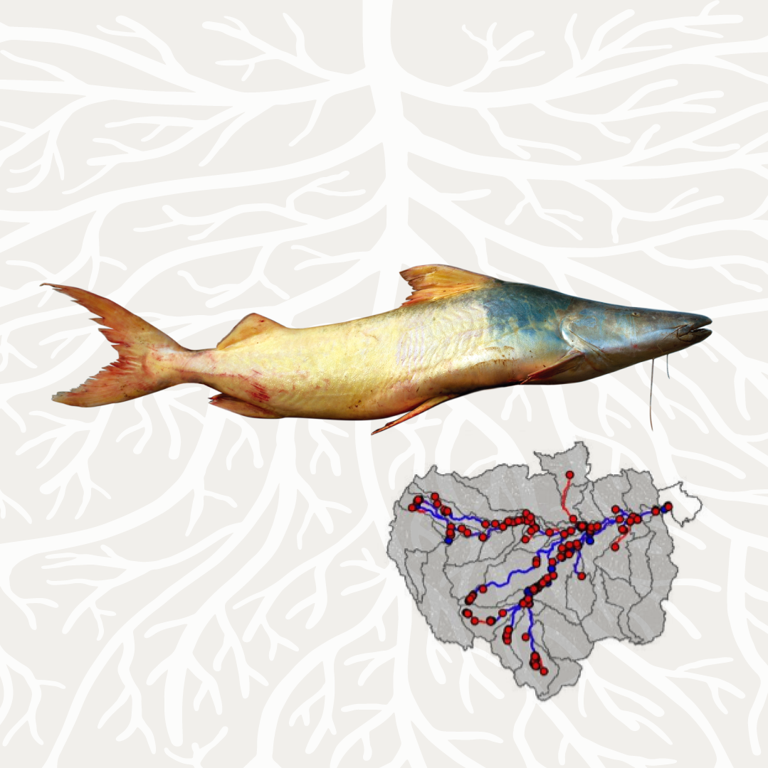 Ictio: recent analysis reveals its potential for understanding fish ...
